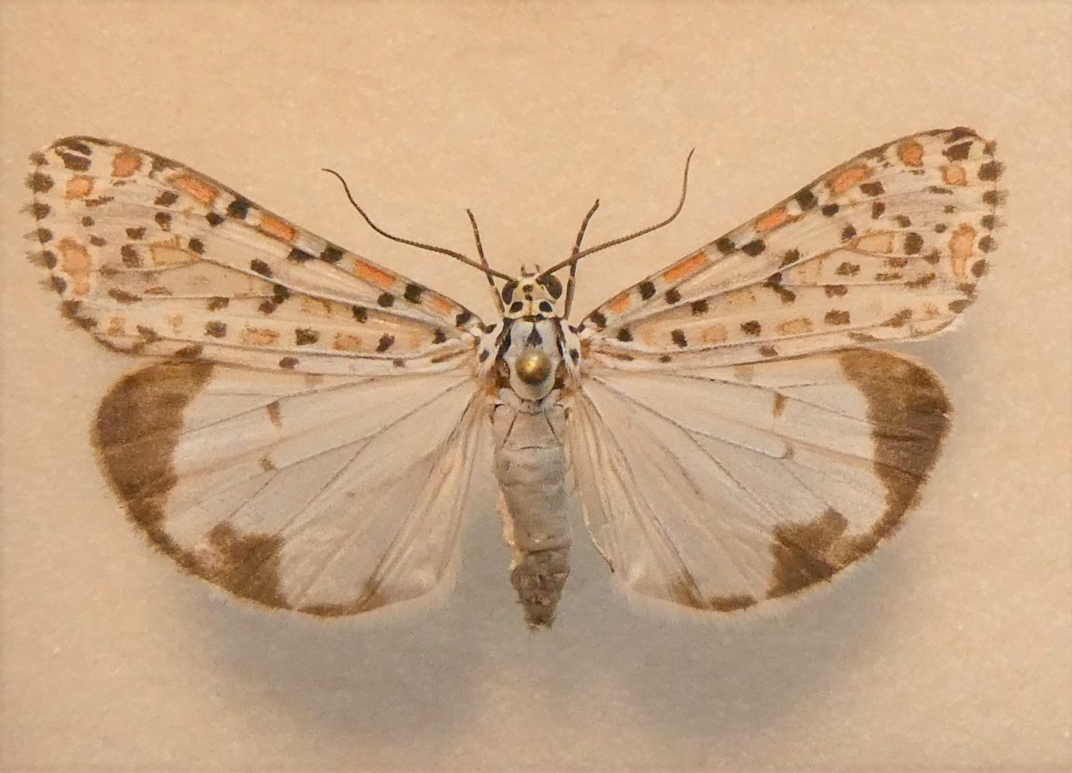 Utetheisa pulchelloides vaga Jordan, 1939