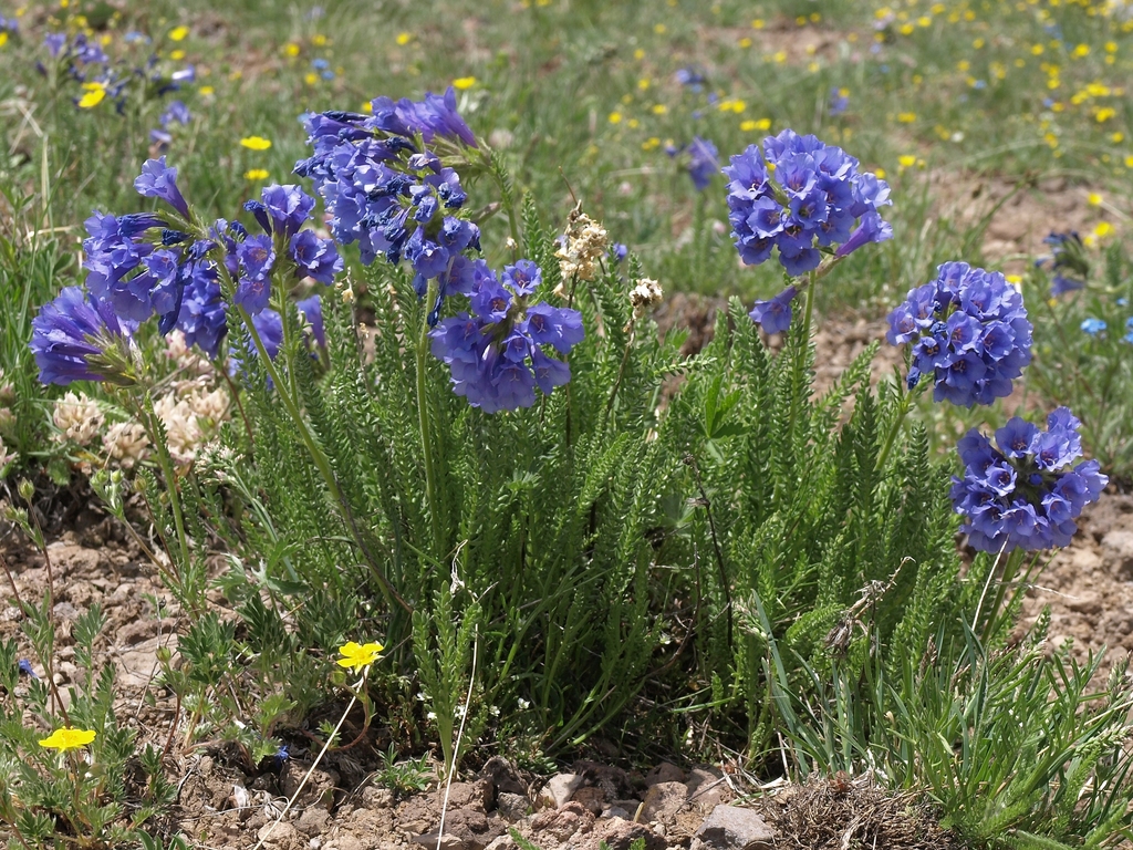 phlox family (Polemoniaceae (Phlox) of the Pacific Northwest) · iNaturalist