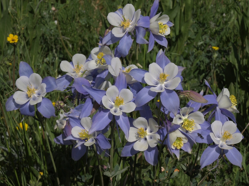 Colorado blue columbine (Aquilegia coerulea coerulea) - Botanical Realm