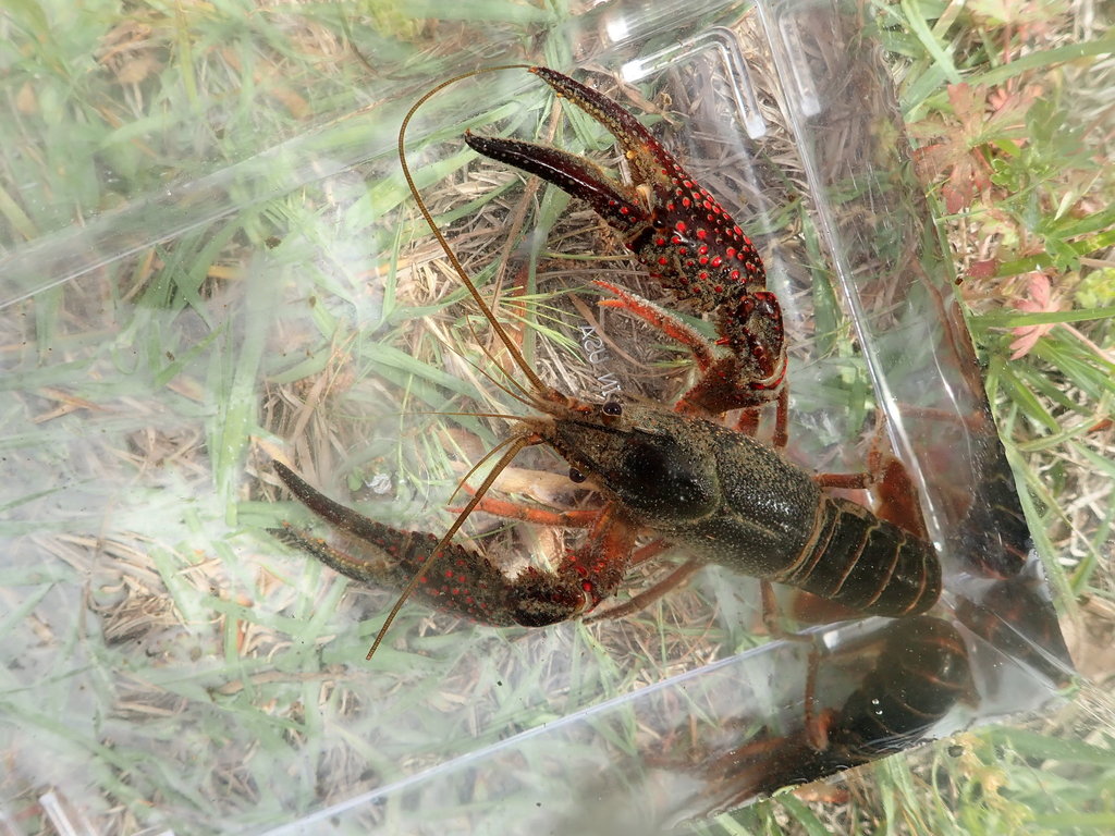 Red Swamp Crayfish from Columbus, North Carolina, United States on ...