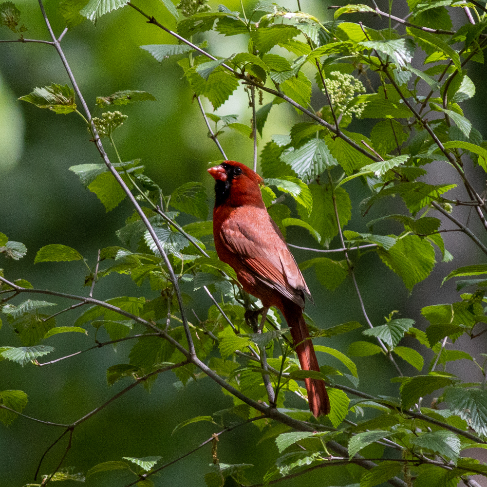 Northern Cardinal from Oakland/Winchell, Kalamazoo, MI 49008, USA on ...