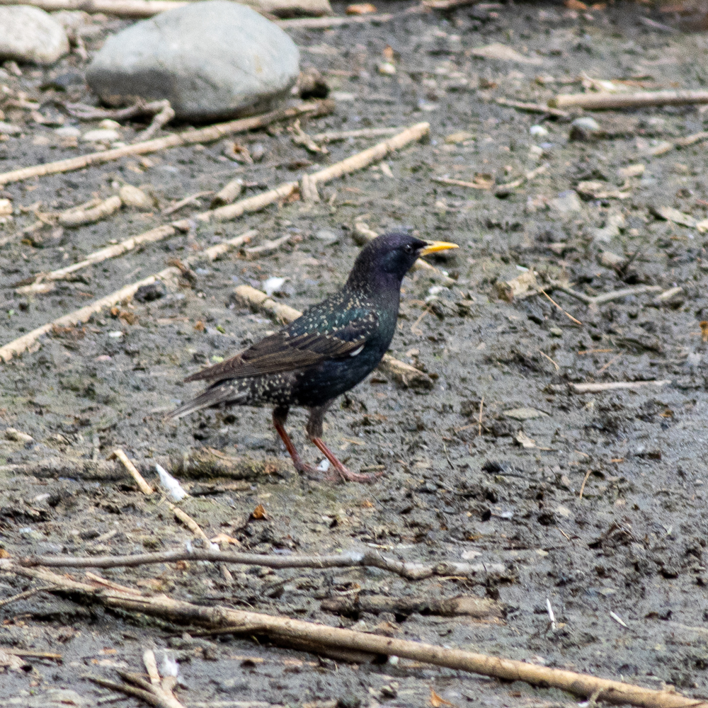 European Starling from Arcadia, Kalamazoo, MI, USA on May 24, 2021 at ...