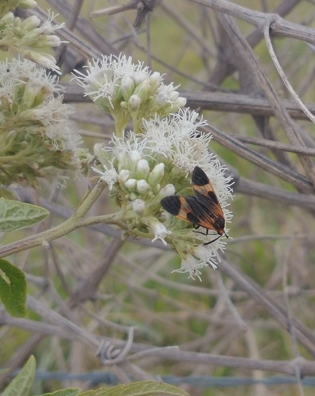 Dycladia from Paraná, Entre Ríos, Argentina on June 09, 2021 at 04:11 ...
