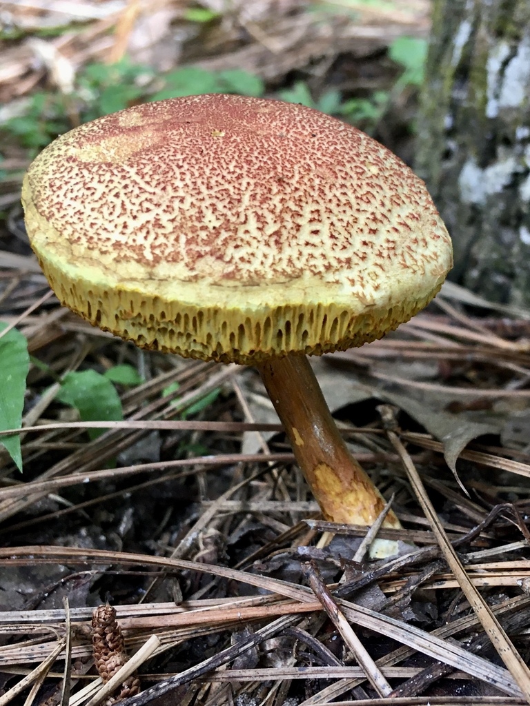 boletes from Leafy Oak Ct, Magnolia, TX, US on June 09, 2021 at 03:04 ...