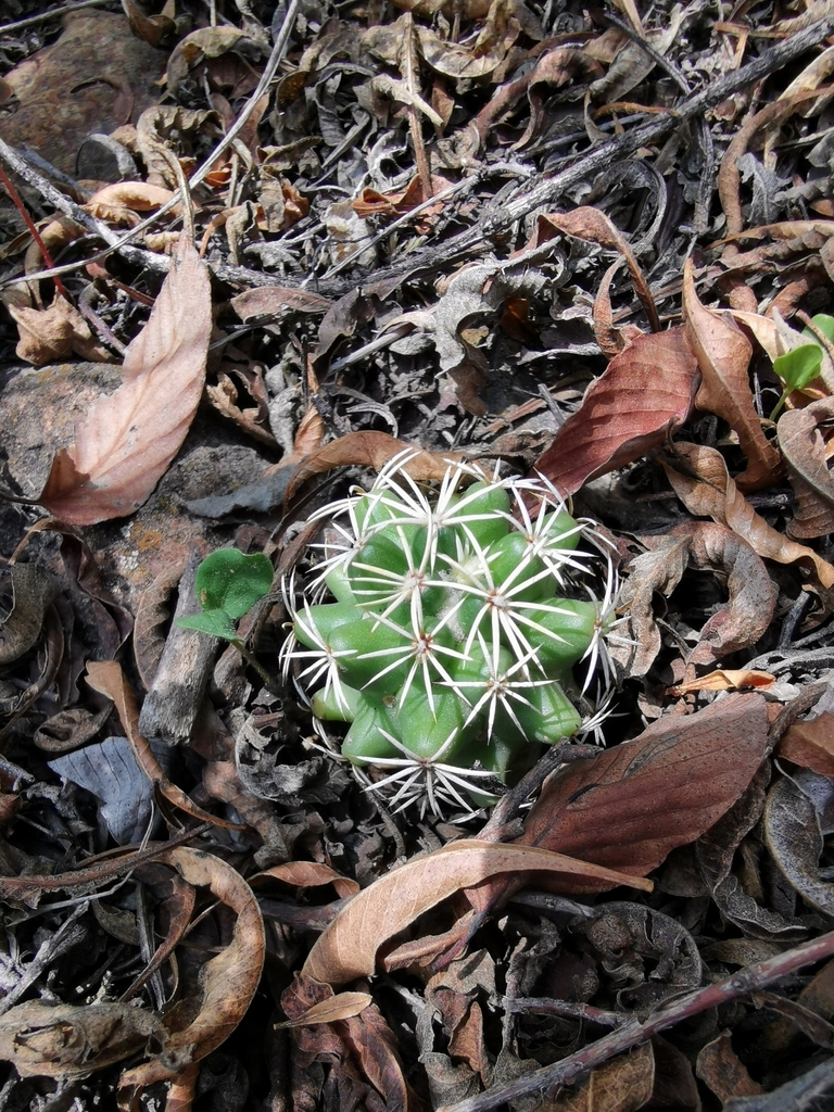 Coryphantha ottonis in June 2021 by Gabriel Ortiz · iNaturalist
