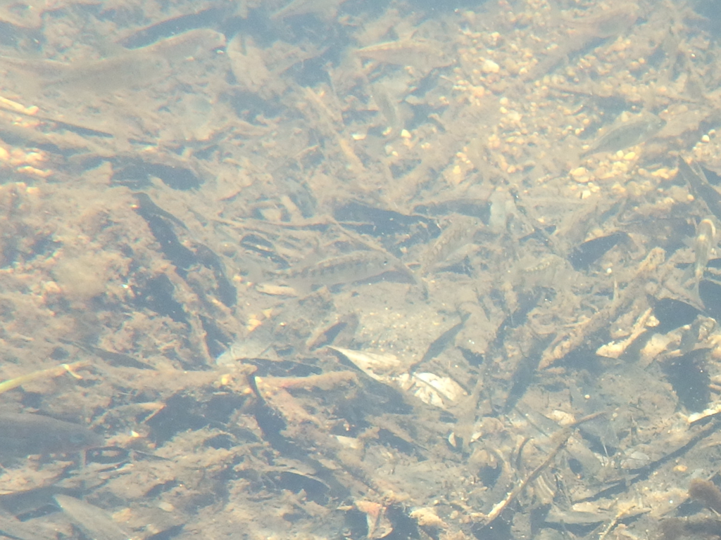 Threespine Stickleback from San Diego County, CA, USA on June 8, 2021 ...