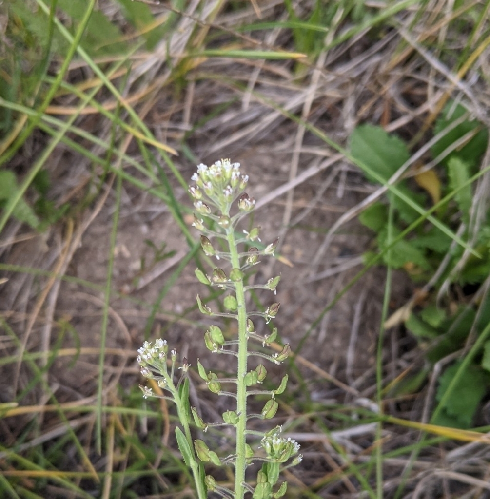 field peppergrass from Olympic Valley, CA 96146, USA on June 09, 2021 ...