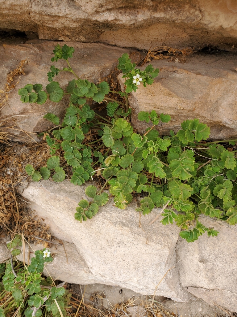Rock Purpusia from Lincoln County, NV, USA on June 9, 2021 at 11:38 AM ...