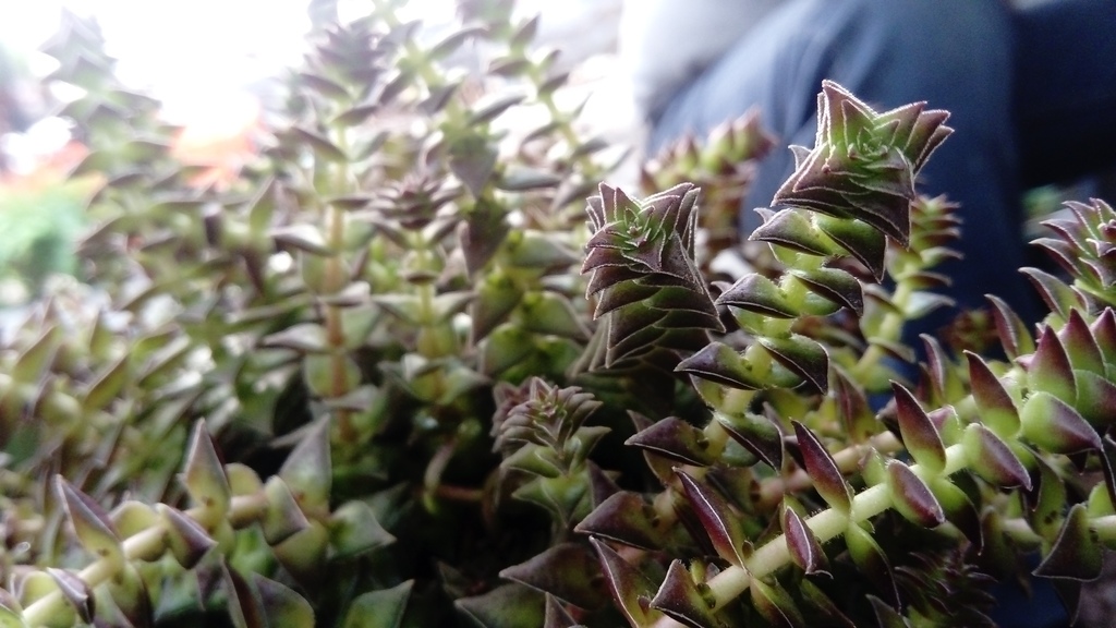 Concertina Plant from Roma Nte., 06700 Ciudad de México, CDMX, México ...