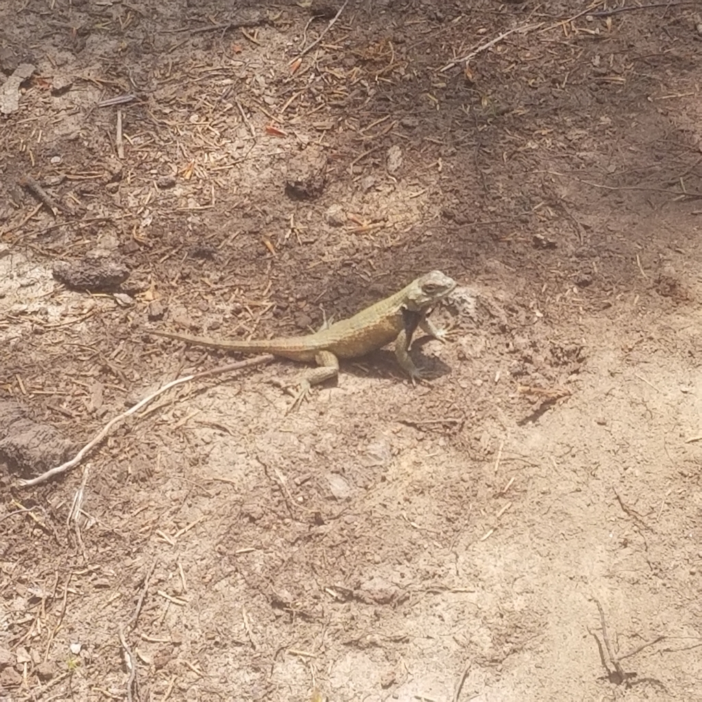 Eastern Fence Lizard from Hancock County, US-KY, US on May 22, 2021 at ...