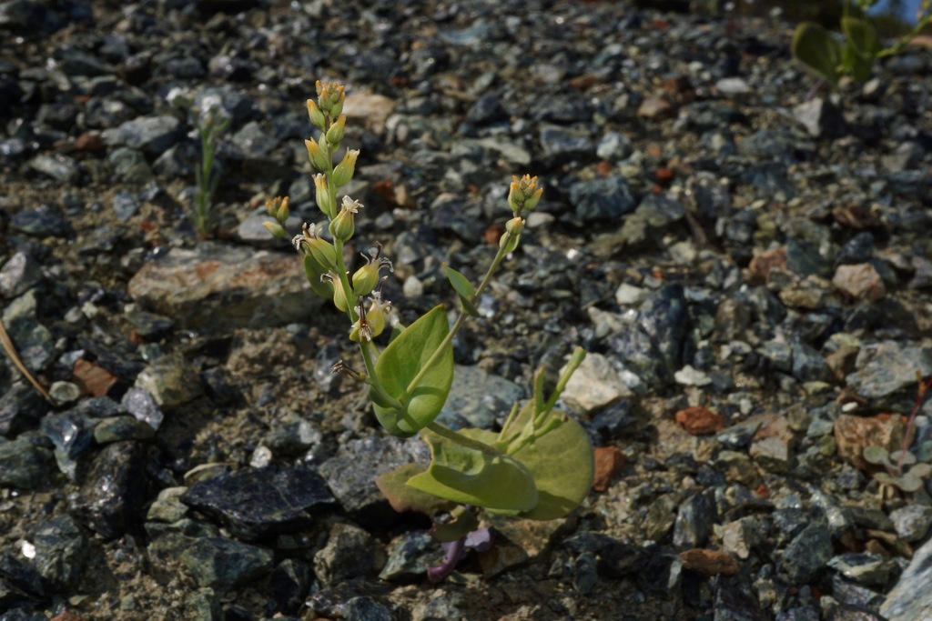 sickle-fruit jewelflower in June 2021 by Chloe Novak · iNaturalist