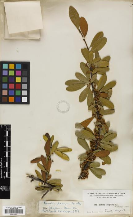 Tough Bully (MatBio: TREES & SHRUBS - Matanzas Biodiversity) · iNaturalist