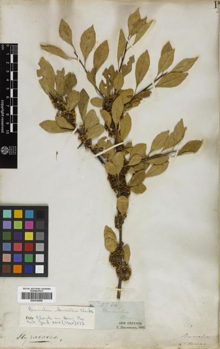 Tough Bully (MatBio: TREES & SHRUBS - Matanzas Biodiversity) · iNaturalist