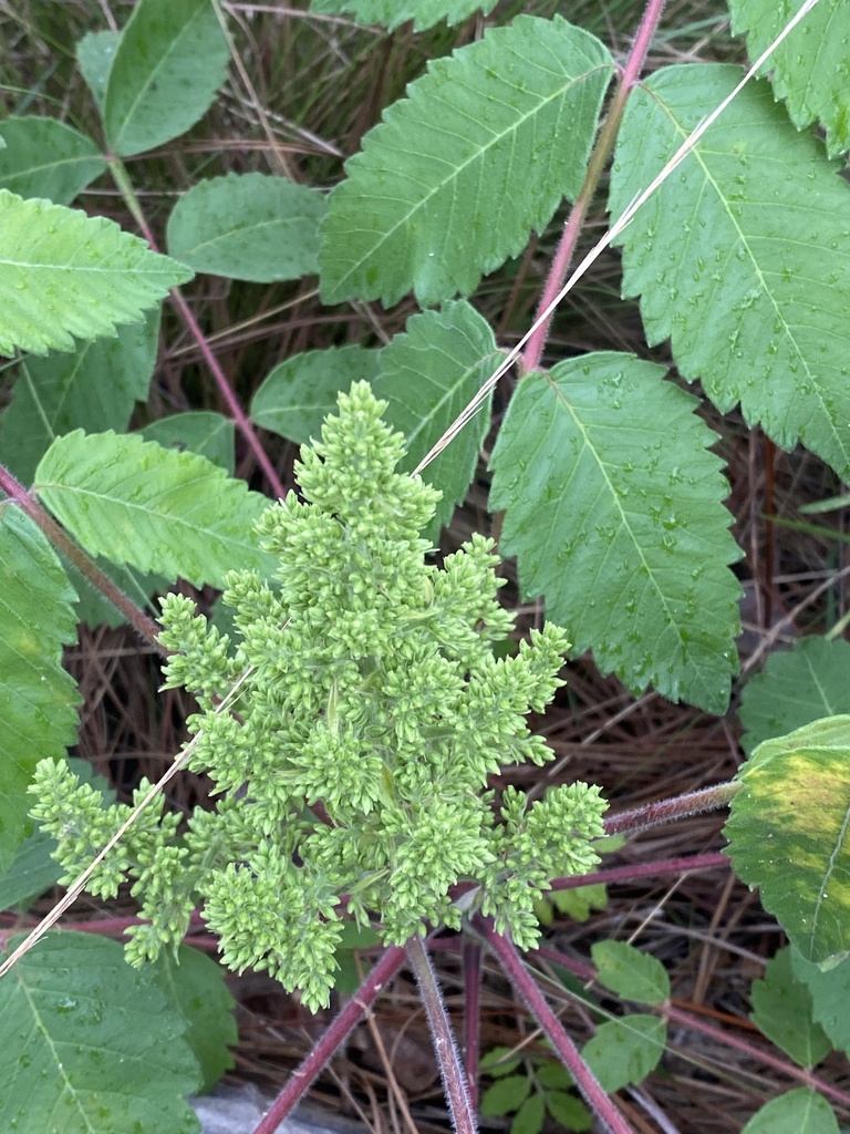 Michaux's sumac in June 2021 by Blake Latimer · iNaturalist