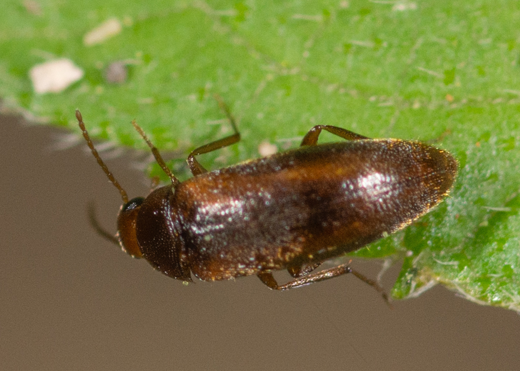 Symphora rugosa in May 2021 by Tracey Fandre · iNaturalist