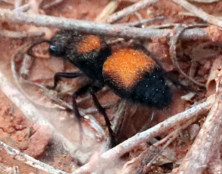 Dasymutilla montivagoides from North Prong Spur 1, Briscoe County, TX ...