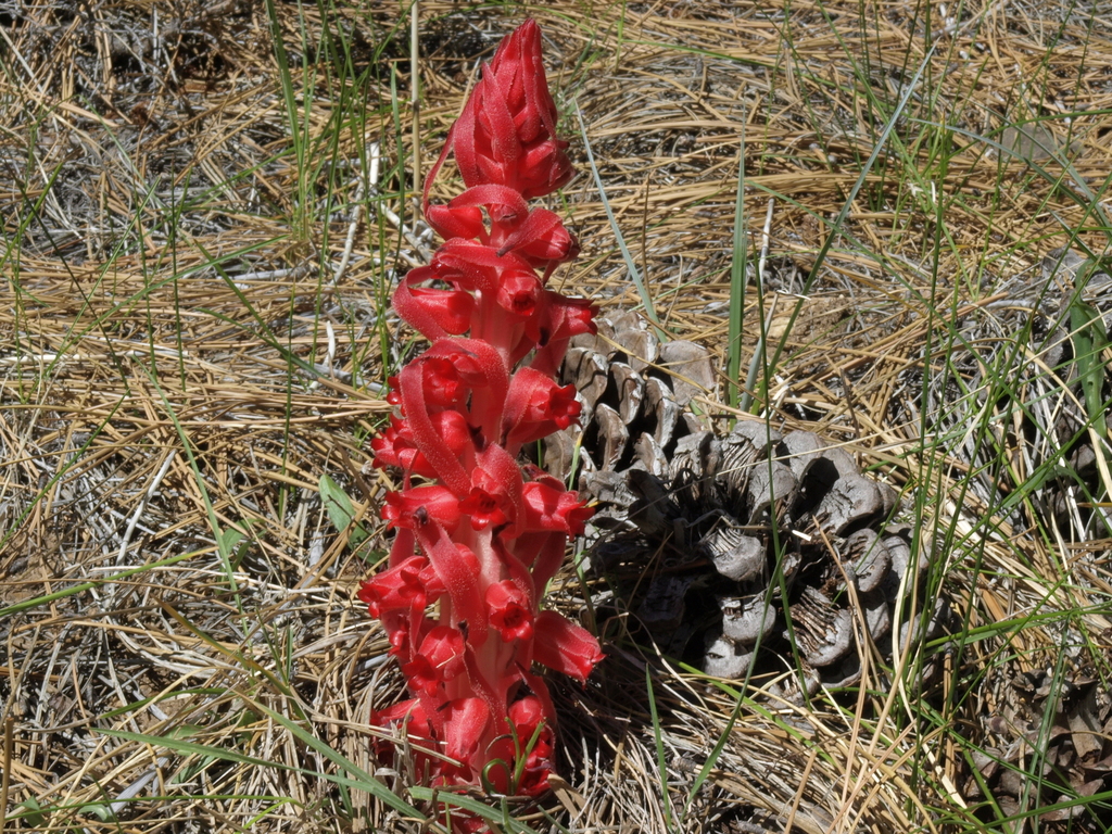 monotropes (Monotropoideae) - Botanical Realm