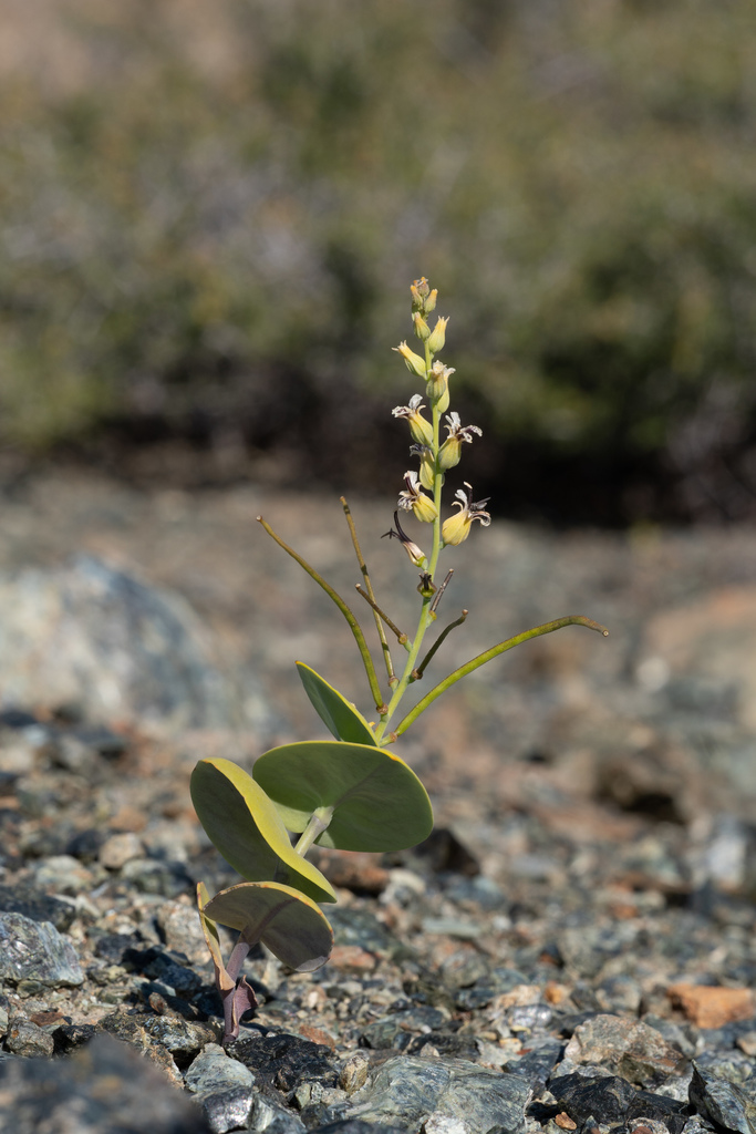 sickle-fruit jewelflower in June 2021 by Nicolas Arms · iNaturalist