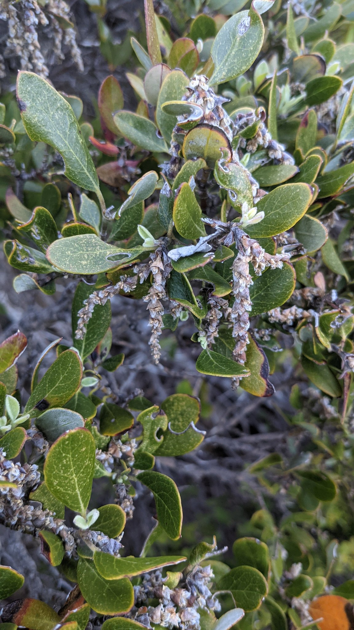 Garrya buxifolia A.Gray