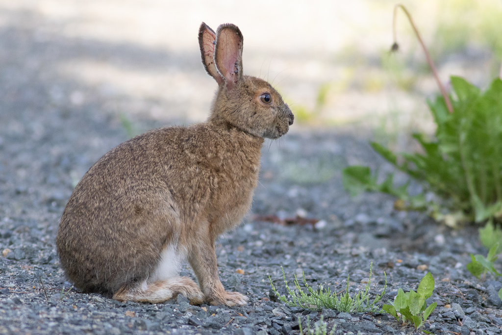Snowshoe Hare from Waterford, VT 05819, USA on June 5, 2021 at 06:49 AM ...