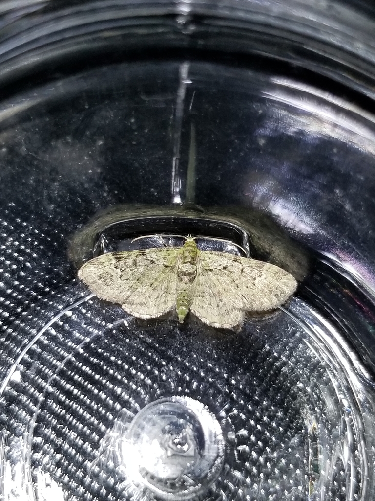 Green Pug from Chilliwack on June 1, 2021 at 08:34 AM by Em. Sheet set ...