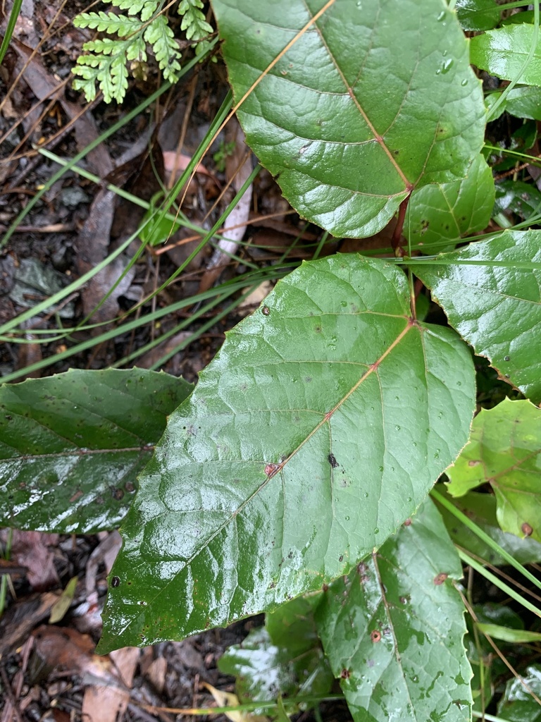 Kangaroo Vine from O'Reilly, QLD, AU on May 2, 2021 at 01:05 PM by ...