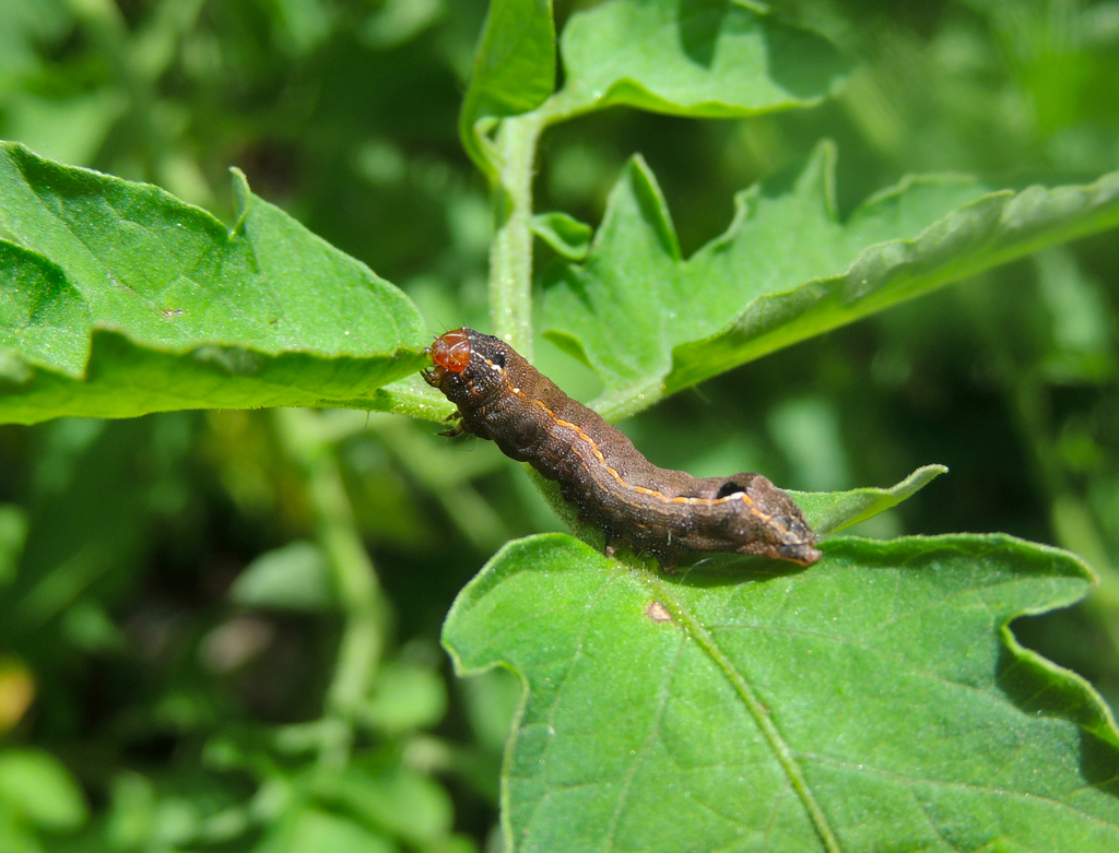 Velvet Armyworm Moth from Purires, San José, Atenas, Costa Rica on June ...