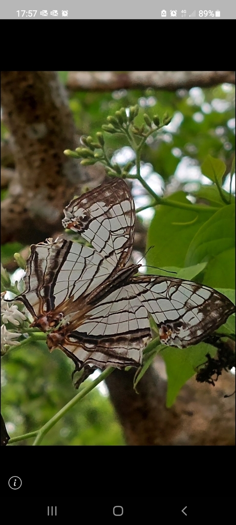 Common Mapwing from 鼓山區 on June 09, 2021 at 05:57 PM by jyhrong · iNaturalist