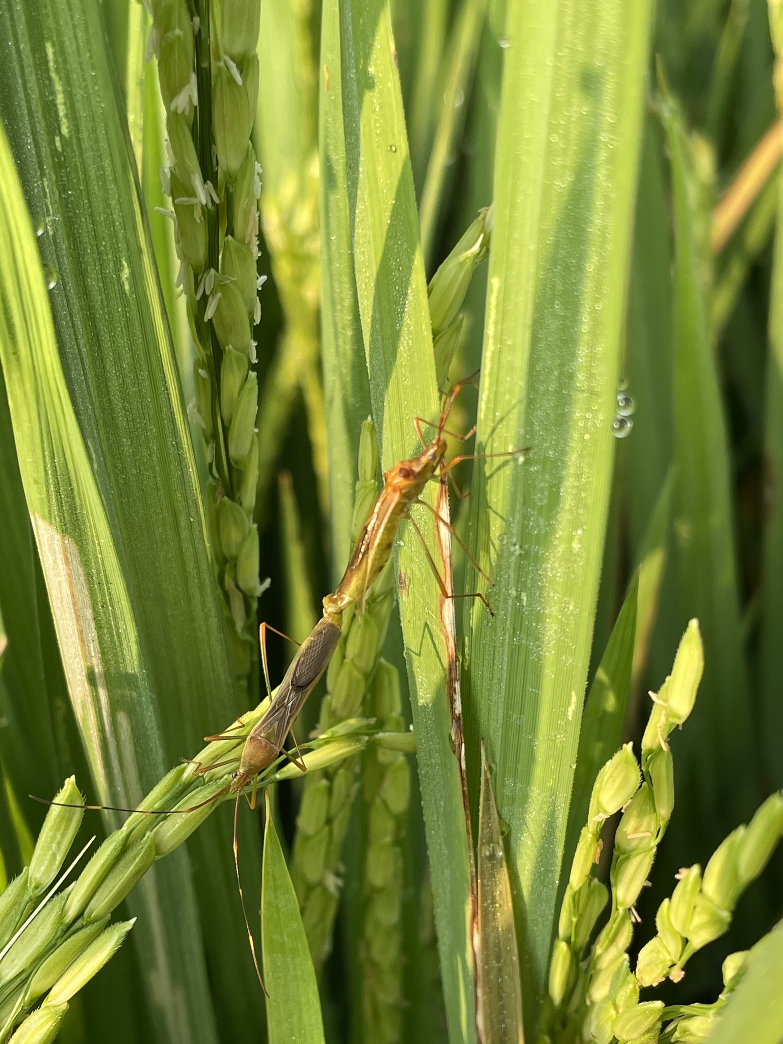 Leptocorisa oratoria (Fabricius, 1794)
