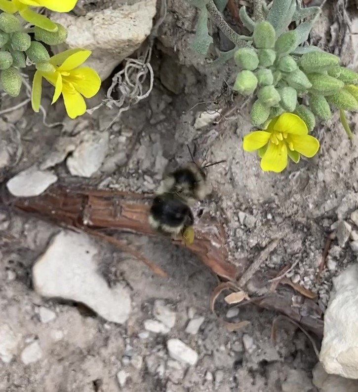 Vancouver Bumble Bee from Division No. 15, AB, Canada on June 7, 2021 ...