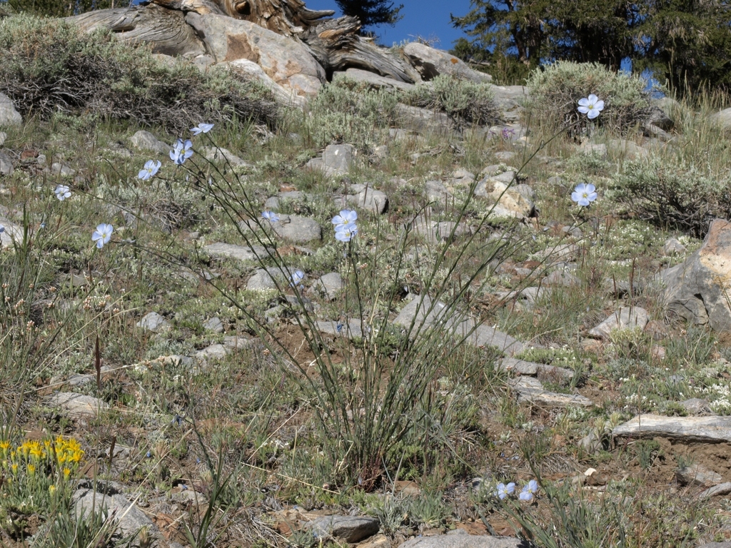 Prairie Flax (Linum lewisii lewisii) - Botanical Realm