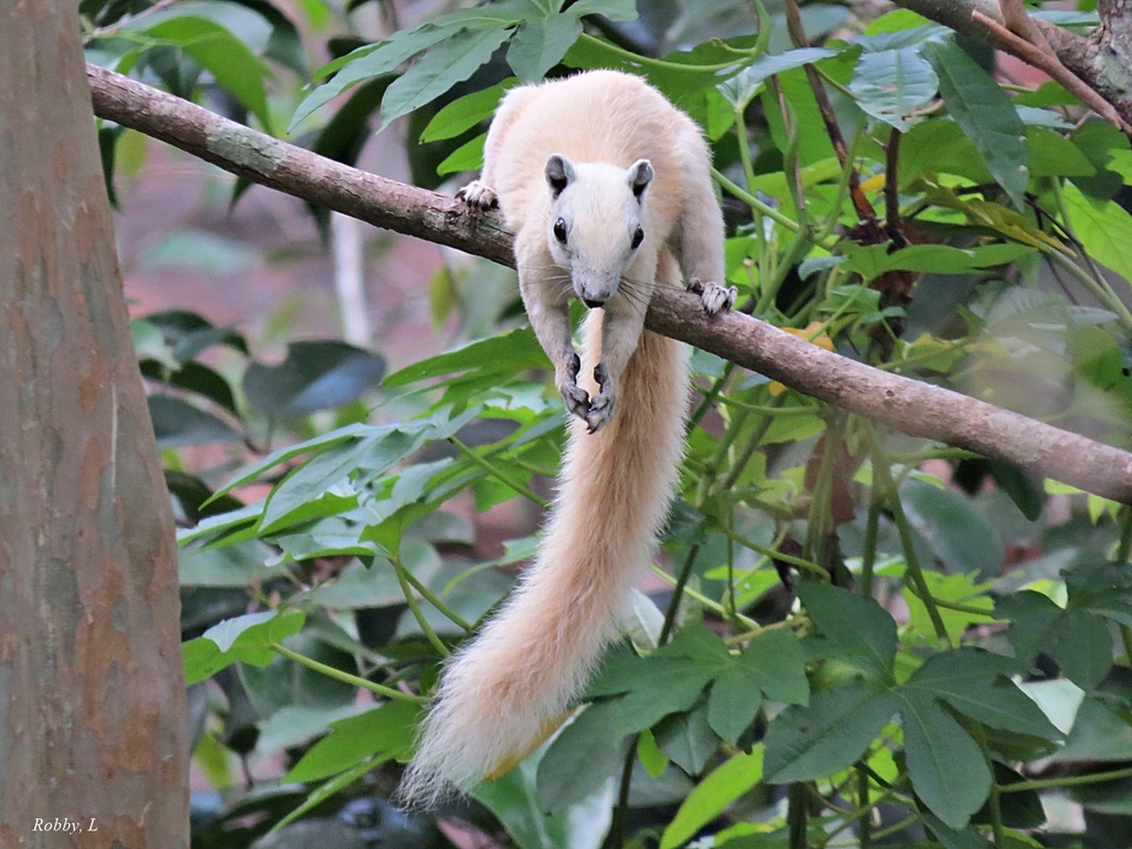 Finlayson's Squirrel (Callosciurus finlaysonii) - Know Your Mammals