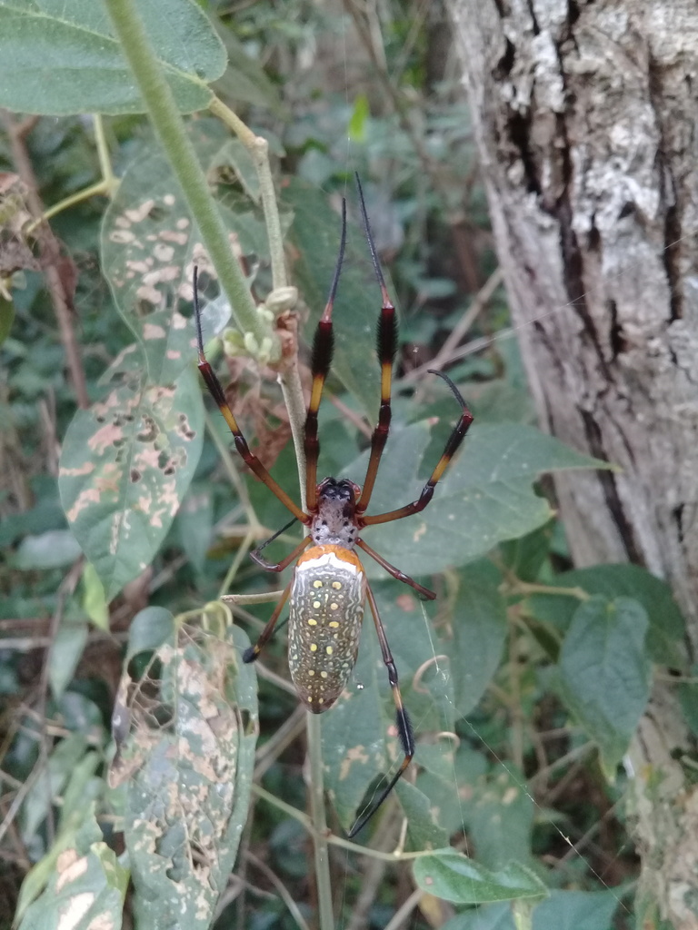 Golden Silk Spider from Felipe Carrillo Puerto, MX-QR, MX on November ...
