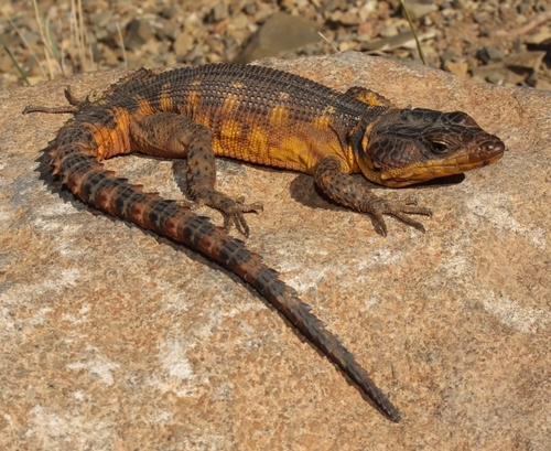 Cape Crag Lizard (Biogaps (s Afr) Pentad 3215_2140: Species List ...