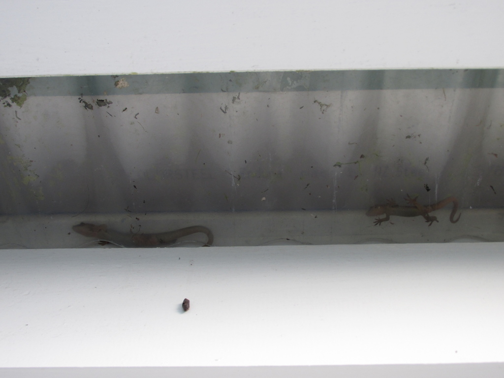 Goldstripe Gecko in June 2017 by commoncopper. Several geckos lived in ...