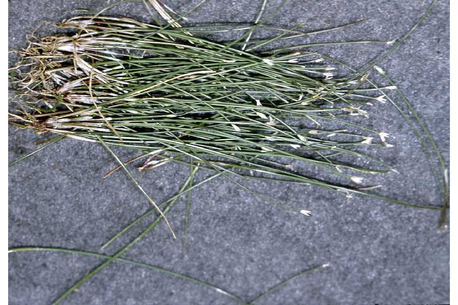 Dwarf Spikerush (MatBio: GRASSES, SEDGES & RUSHES - Matanzas ...