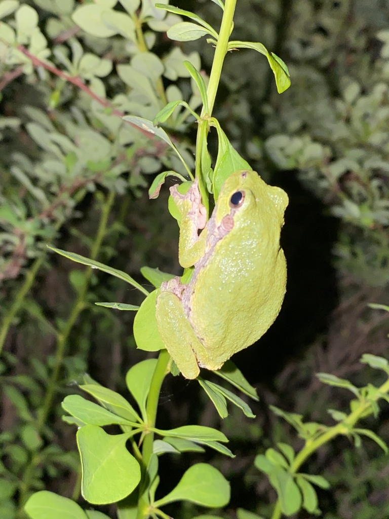 Gray Treefrog Species Complex from N Britton Rd, Union Grove, WI, US on ...