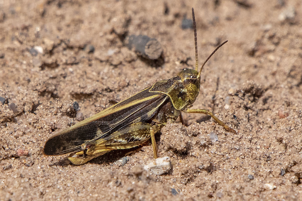 Coral-winged Grasshopper from Marquette County, MI, USA on June 9, 2021 ...