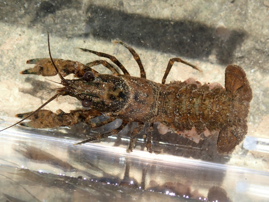 North Carolina Spiny Crayfish in April 2021 by Daniel Folds · iNaturalist
