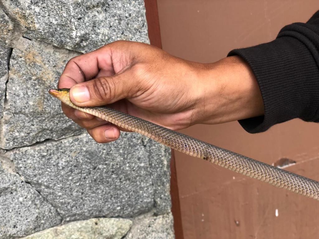 Banded Philippine Burrowing Snake from Baguio, Benguet, Philippines on ...