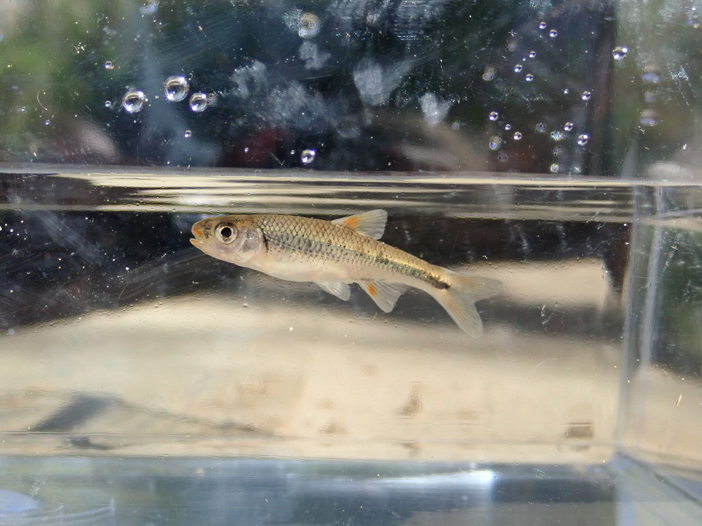 Redlip Shiner in April 2021 by Daniel Folds · iNaturalist