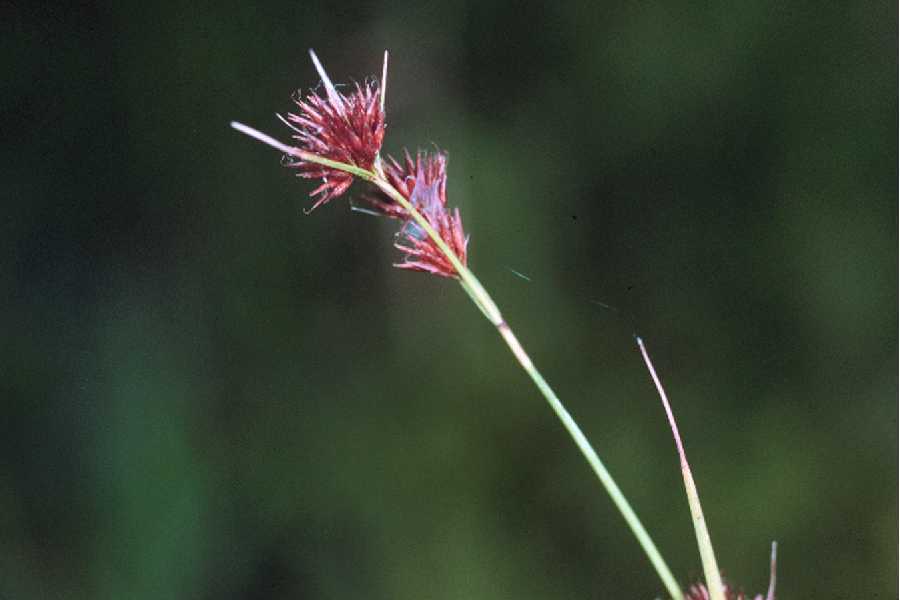 Fascicled Beaksedge (MatBio: GRASSES, SEDGES & RUSHES - Matanzas ...