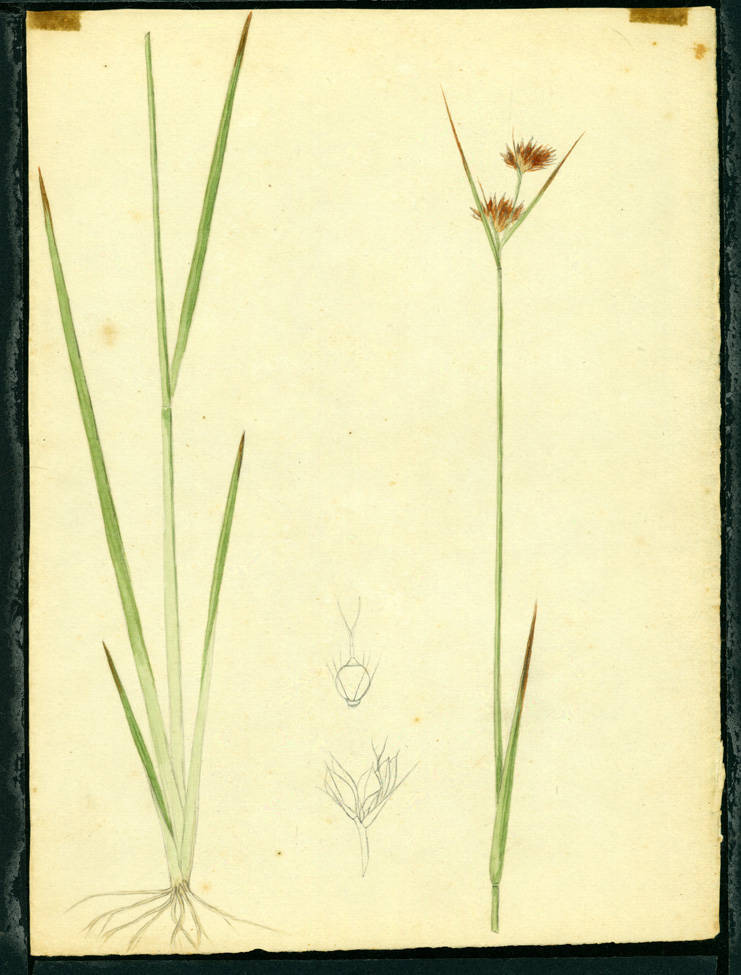 Fascicled Beaksedge (MatBio: GRASSES, SEDGES & RUSHES - Matanzas ...