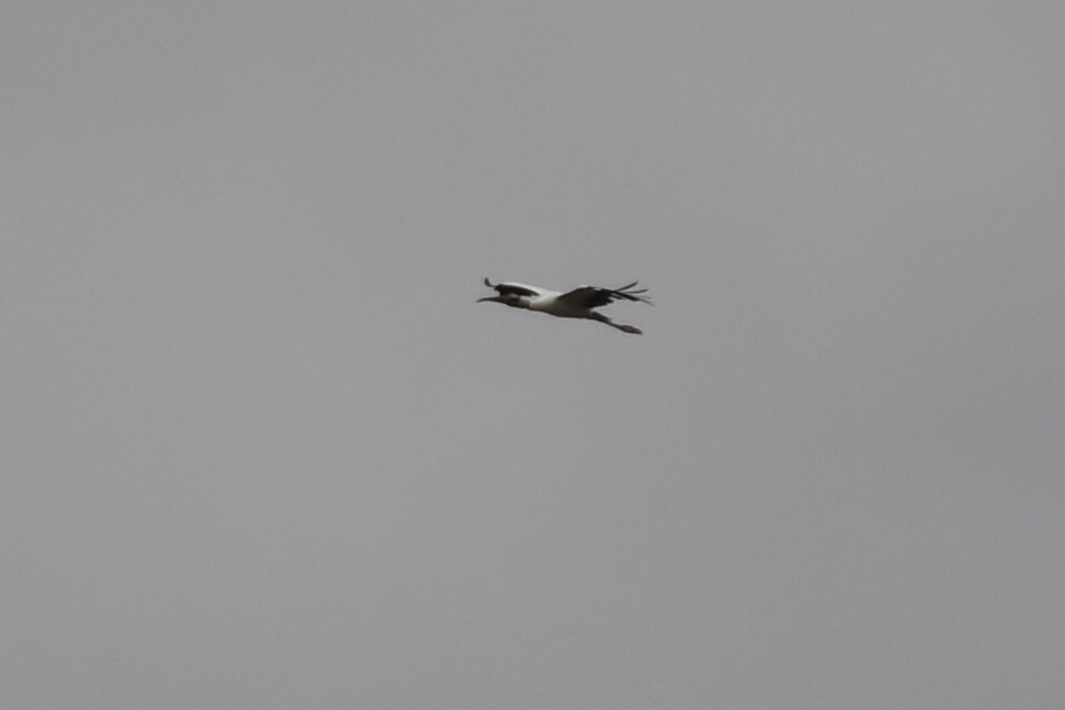Wood Stork from Lake Hodges, San Diego, CA, US on June 8, 2021 at 09:44 ...