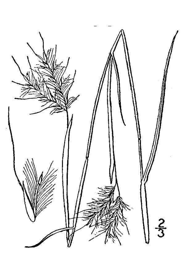 Splitbeard Bluestem (MatBio: GRASSES, SEDGES & RUSHES - Matanzas ...