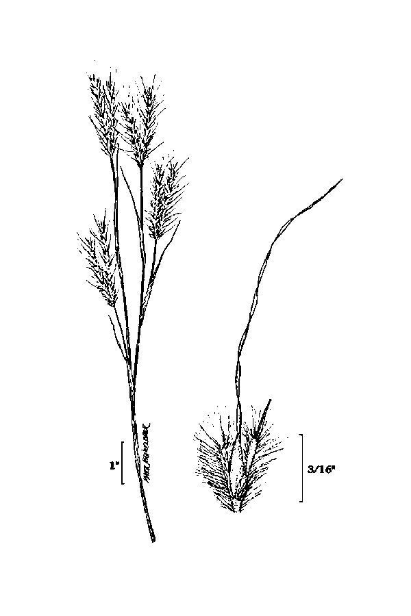 Splitbeard Bluestem (MatBio: GRASSES, SEDGES & RUSHES - Matanzas ...