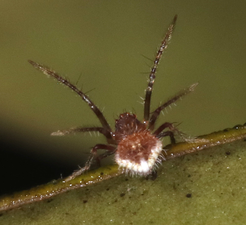 Lynx Spiders in February 2019 by juliegraham173 · iNaturalist