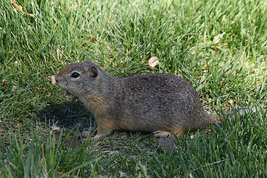 Belding's Ground Squirrel from Malheur National Wildlife Refuge, Harney ...