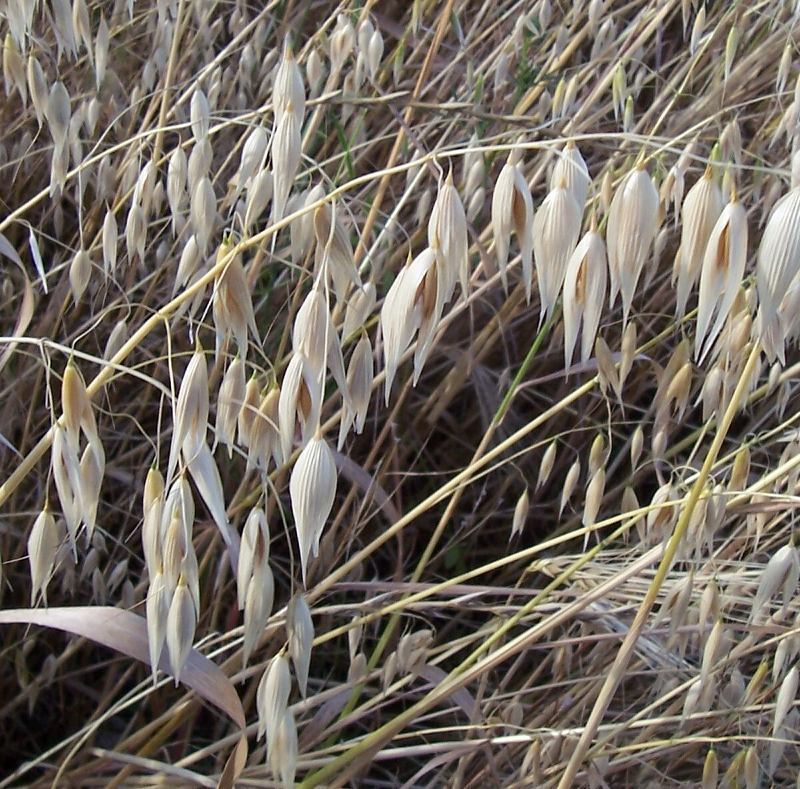 Saat-Hafer (002 Spickzettel Poaceae) · iNaturalist