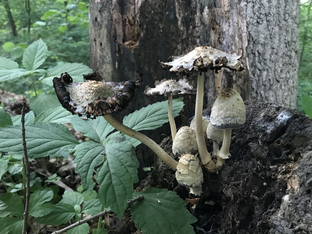scaly ink cap from Albert Johnson Rd, Nashville, IN, US on June 07 ...